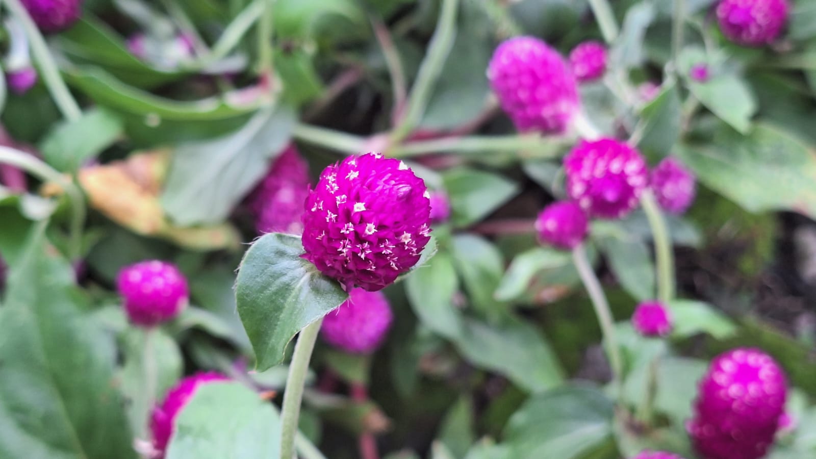 Manfaat Bunga Ratna untuk Kesehatan, Bisa Dijadikan Teh Herbal